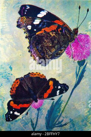 Red admiral butterfly (Vanessa atalanta). Illustration from 'The ...