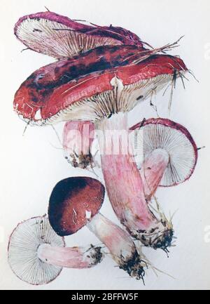 Fragile brittlegill mushroom, Russula fragilis, Russula furcata and ...