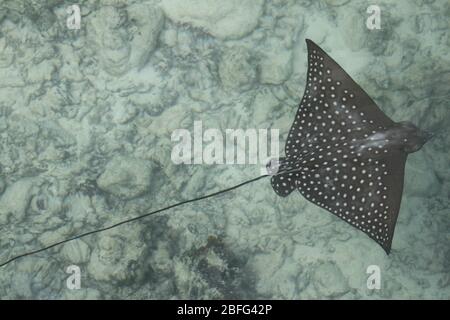 Spotted eagle ray and stingray in ocean Stock Photo - Alamy