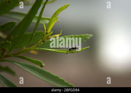 Argentinian carpenter ant (Camponotus mus) walking over a leaf ...