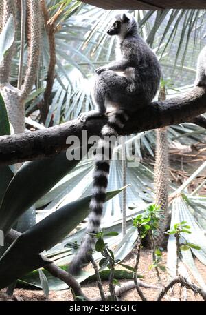 Madagascar Lemur Exhibit, The Bronx Zoo, Wildlife Conservation Society ...