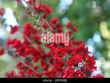 close-up of New Zealand Tea Bush plant with dark leaves and red flowers ...