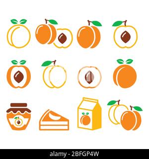 Slice of apricot, nectarine or ripe peach fruit Stock Vector Image ...