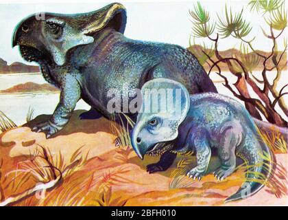 Protoceratops dinosaur, illustration Stock Photo - Alamy