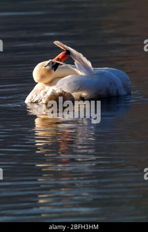 Swan having a clean Stock Photo - Alamy