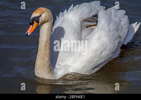 Swan Backwell Lake nature reserve Stock Photo - Alamy