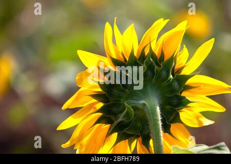 Sunflower species from Thailand that the farmers are planting to get ...