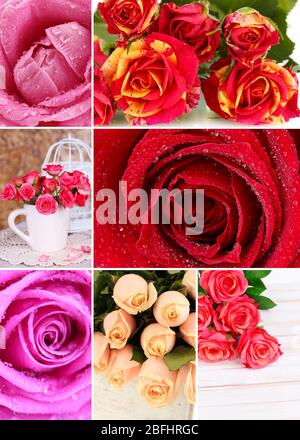 Beautiful roses collage, close up Stock Photo - Alamy