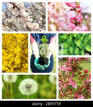 Spring season collage Stock Photo - Alamy