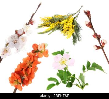 Collage of spring blooming twigs isolated on white Stock Photo - Alamy