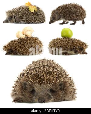 Collage of cute hedgehog isolated on white Stock Photo - Alamy