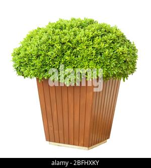 Garden pot with lush bushes isolated on white Stock Photo - Alamy