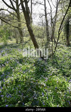 Wild Flowers, Foots Cray Meadows, Sidcup, Kent. UK Stock Photo - Alamy