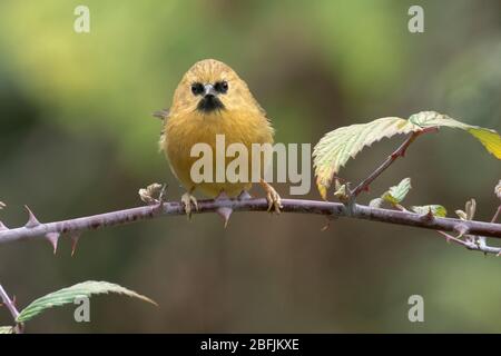black-chinned babbler or Cyanoderma pyrrhops in Binsar in Uttarakhand ...