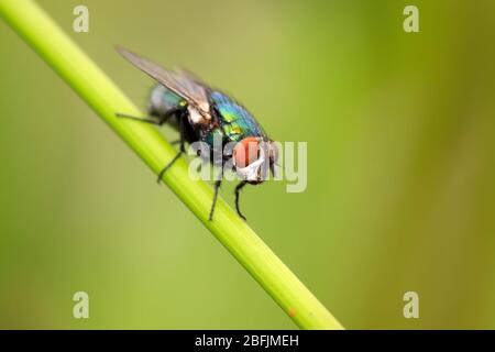 a kind of insects named red-headed flies on a green leaf, in the ...