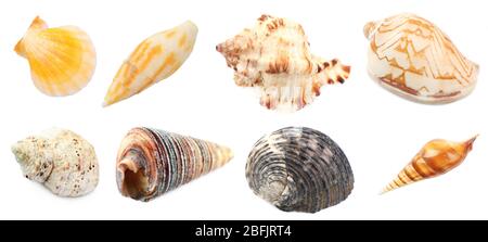 Collage of shells and other beach flotsam isolated on white Stock Photo ...