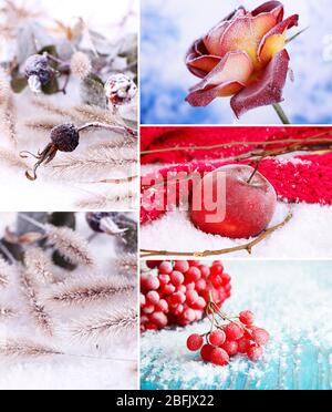 Collage of frozen plants on snow, close up Stock Photo - Alamy