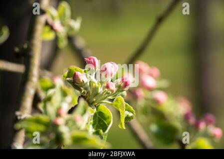 Bud of apple tree right before blooming Stock Photo - Alamy