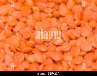 lentil plant or Lens culinaris or Lens esculenta. With flowers isolated ...