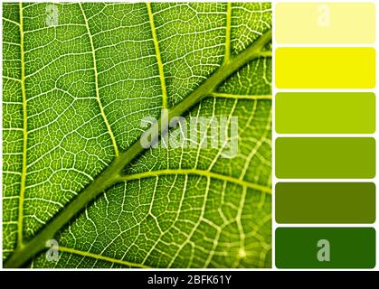 Green leaf and palette of colors Stock Photo - Alamy