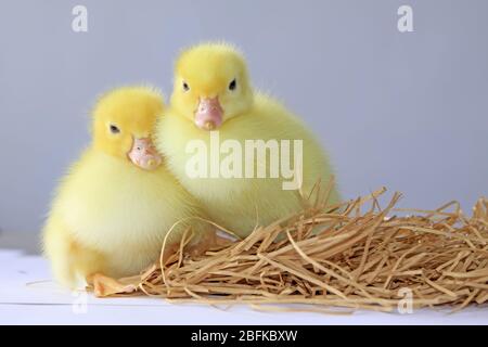 close up of ducklings, taken photos in the indoor lighting conditions ...