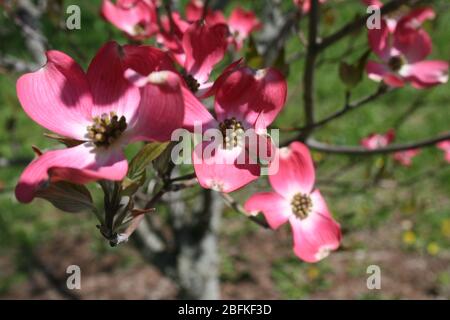Red Dogwood Trees (Cherokee Chief Stock Photo - Alamy