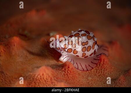 Tiny Cowrie (Diminovula margarita). Underwater macro photography from ...