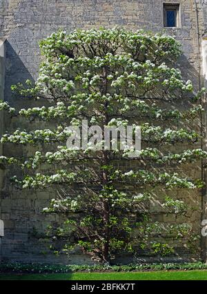 Beautiful espaliered pear tree Cambridgeshire England Stock Photo - Alamy