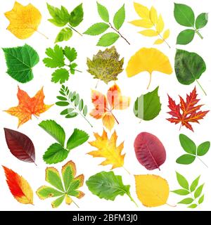 Collection beautiful colorful autumn cherry leaves isolated on white ...