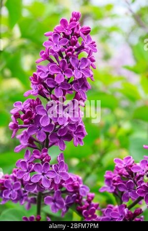 Lilac flower pink spring background. Springtime in the lilac park ...