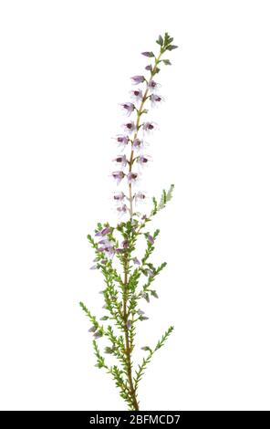 Heather flowers. Small violet flowers. Selective focus Stock Photo - Alamy