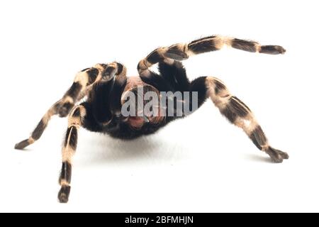 The Brazilian red and white tarantula (Nhandu chromatus) is a tarantula ...