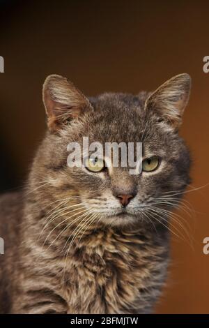Portrait of adorable gray kitten. Portrait of gray beautiful cat Stock ...