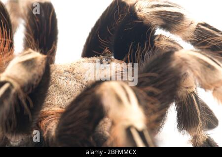 The Brazilian red and white tarantula (Nhandu chromatus) is a tarantula ...