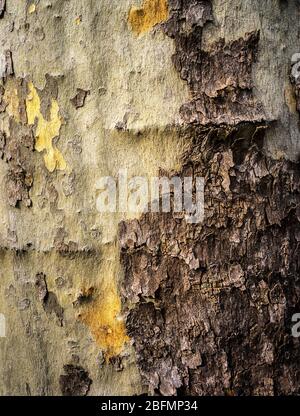 Bark falling off oak tree, Quercus robur, after heatwave and drought ...