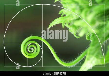 Illustration of golden ratio in nature. Fibonacci pattern Stock Photo ...