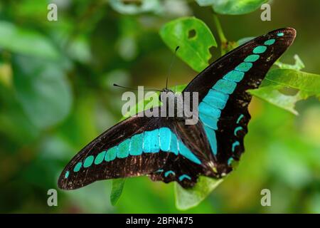 Blue Triangle Butterfly, Graphium sarpedon Stock Photo - Alamy