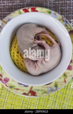 Toddler mouse in a large tea cup. Cute rat Stock Photo - Alamy