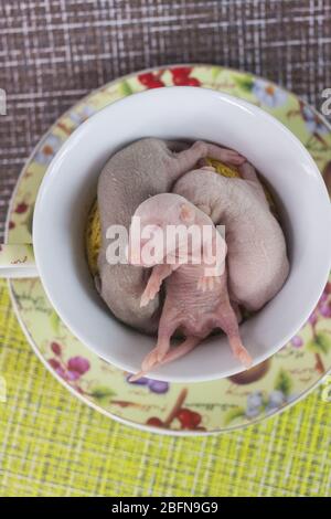 Toddler mouse in a large tea cup. Cute rat Stock Photo - Alamy