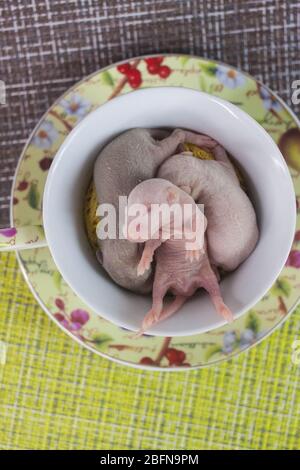 Toddler mouse in a large tea cup. Cute rat Stock Photo - Alamy
