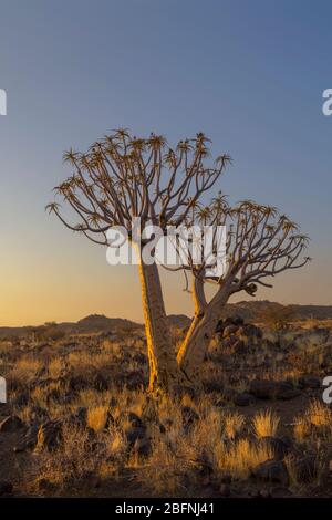Quiver trees and rocks in late afternoon light Namibia Stock Photo - Alamy