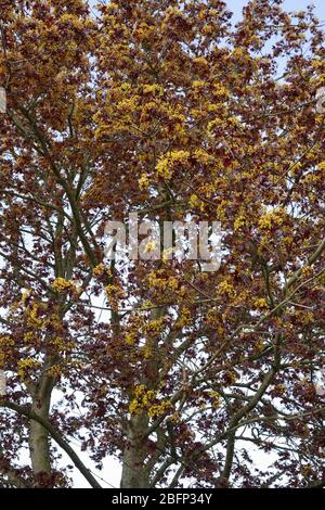 Acer Platanoides 'Goldsworth purple'. Norway Maple tree new leaves in ...