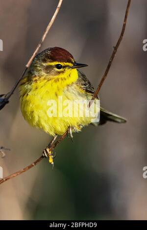 A bright eastern race palm warbler during spring migration Stock Photo - Alamy