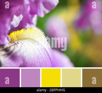 Lilac color matching palette. Beautiful flower, closeup Stock Photo - Alamy