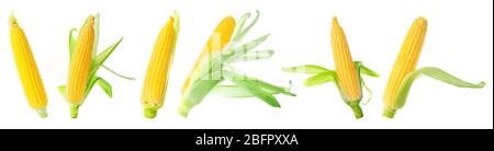 Collage with corn cobs on white background Stock Photo - Alamy