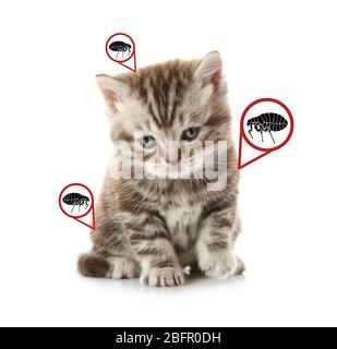 Kitten infested with fleas on white background Stock Photo - Alamy