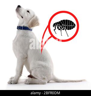 Dog infested with fleas on white background Stock Photo - Alamy