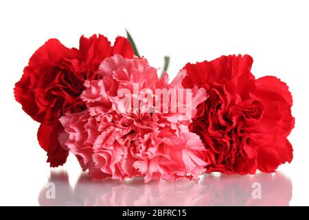 Three carnation isolated on white Stock Photo - Alamy