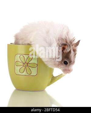 Cute hamster in cup isolated white Stock Photo - Alamy