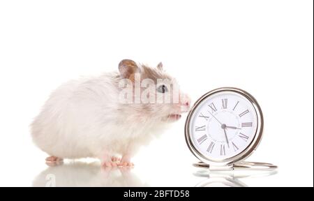 Cute hamster and clock isolated white Stock Photo - Alamy